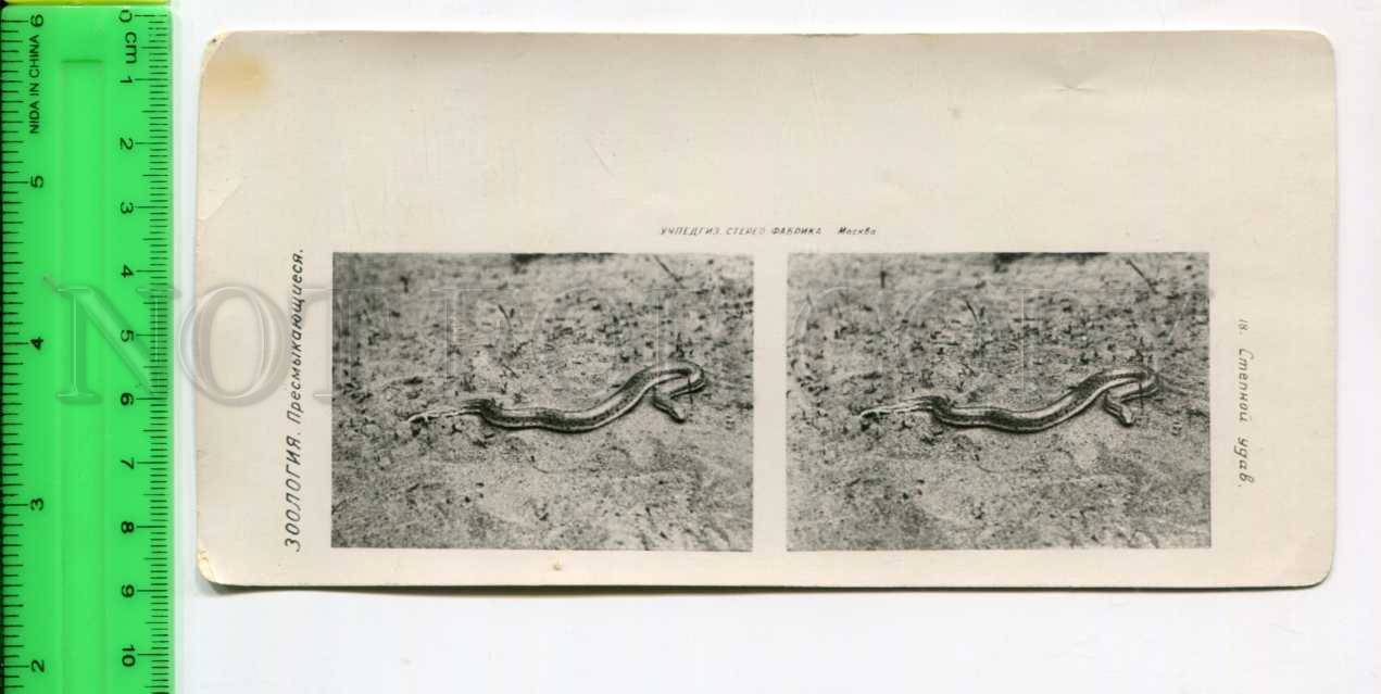 424961 RUSSIA MOSCOW ZOO Steppe boa Vintage STEREO PHOTO | Topics ...