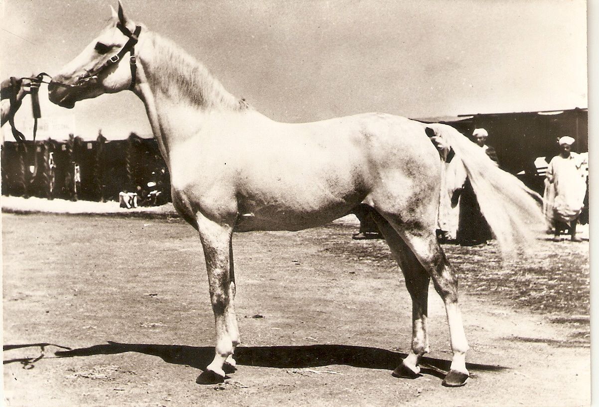 "Horse. Pur sang arabe. Elevage Francais" French photo postcard 1960s ...