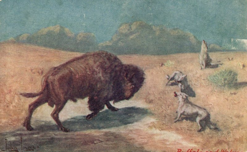 Vintage Postcard Buffalo And Wolves Fighting Wild Animals Hunger Fight ...