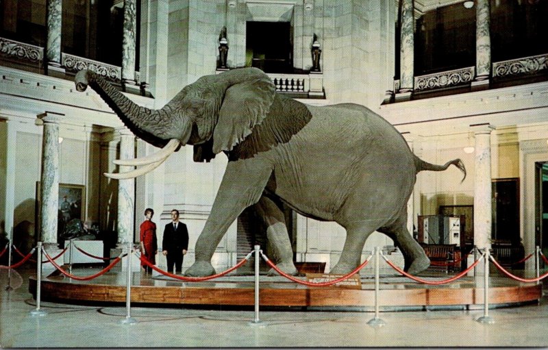 African Bush Elephant Museum Of Natural History Smithsonian Institution ...
