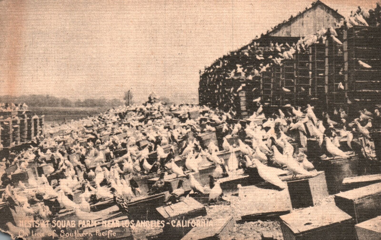 Vintage Postcard 1912 Nests Squab Farm Southern Pacific Los Angeles ...