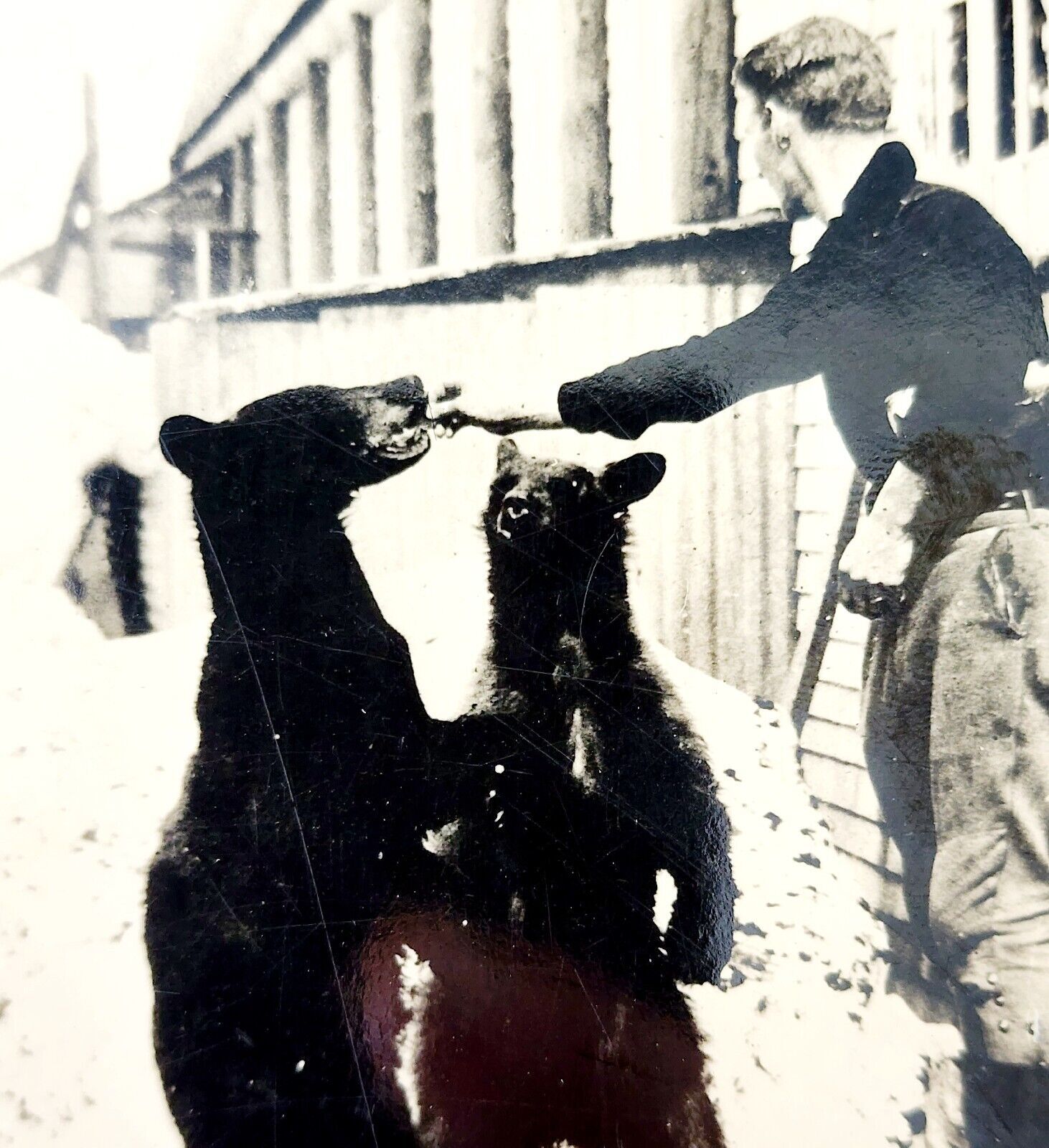 RPPC Black Bears Mt Rainer National Park Washington 1920s Ellis Animals ...