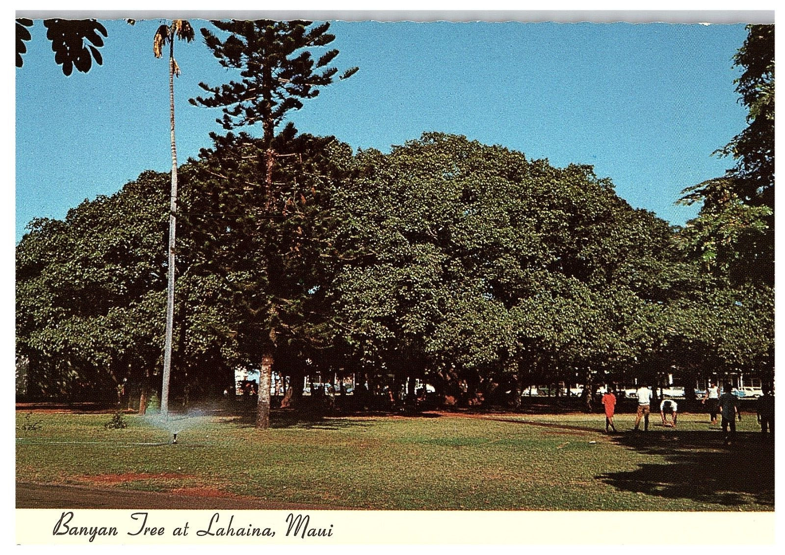 Famous Banyan Tree Planted in 1873 at Historic Lahaina Maui Hawaii ...
