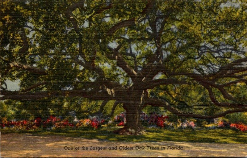 Florida One Of The Largest and Oldest Oak Trees In Florida Curteich ...