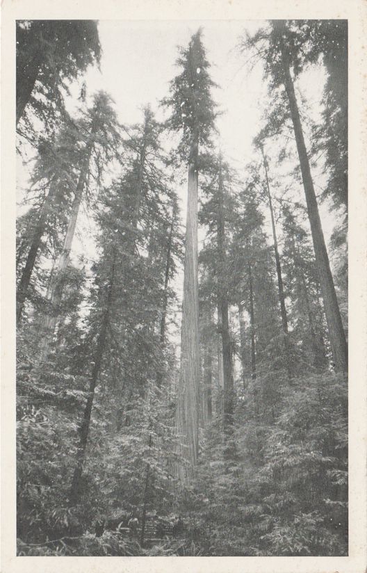 Founders Tree - World's Tallest Tree - Redwood Empire CA, California ...