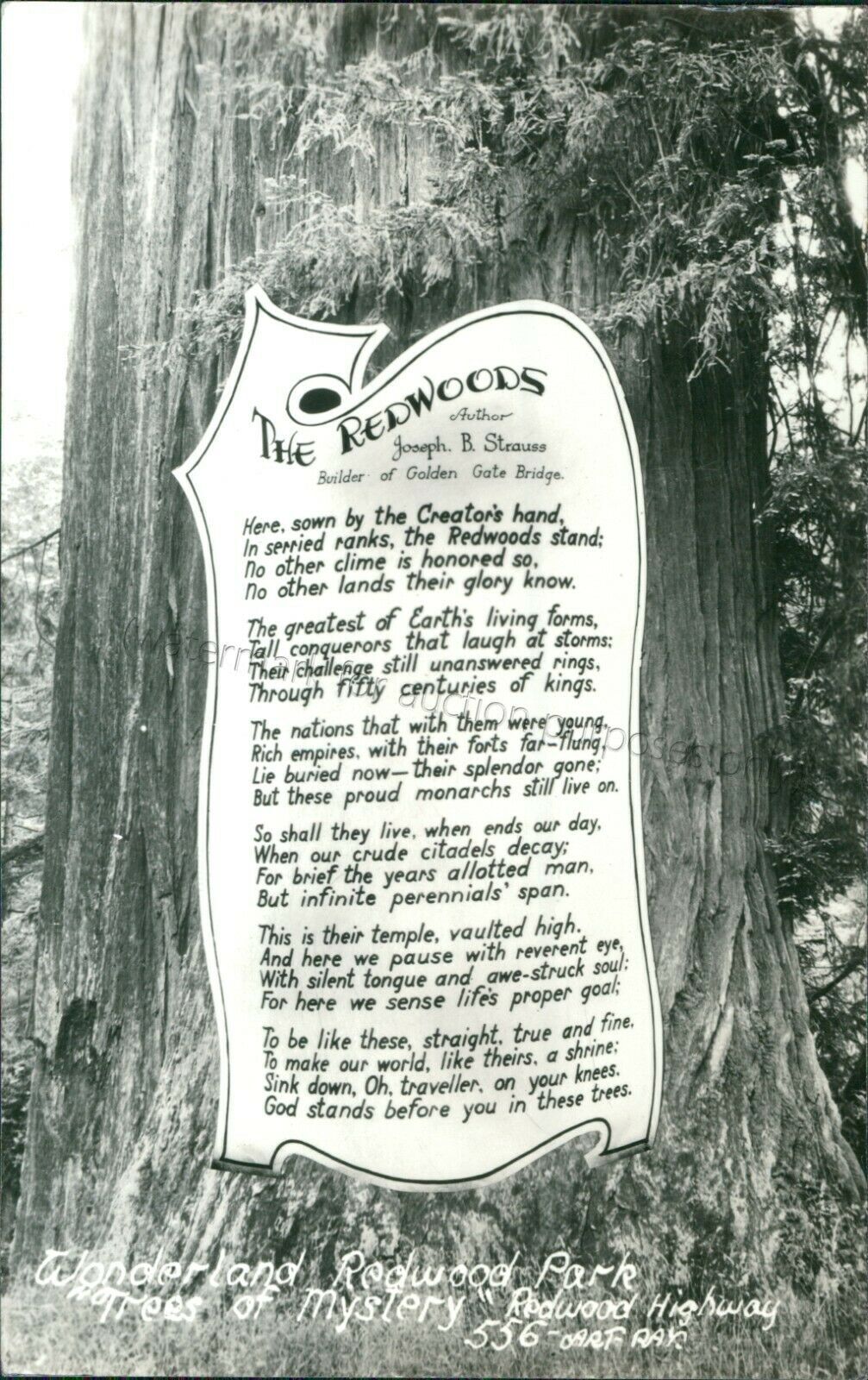 Redwood Highway, California - Wonderland Park, tree poem - vintage CA ...