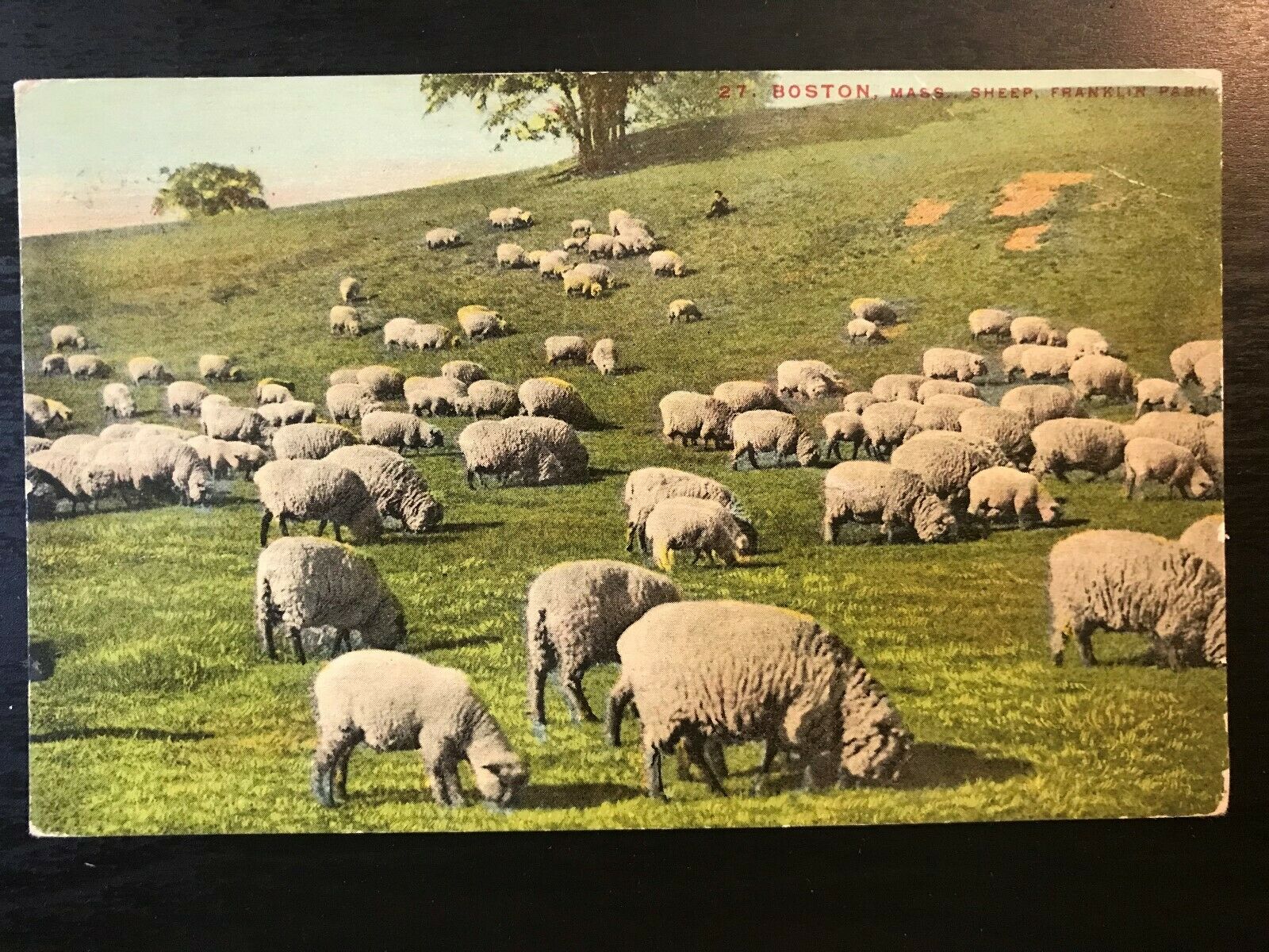 Vintage Postcard 1912 Franklin Park Sheep Boston Massachusetts | Other ...