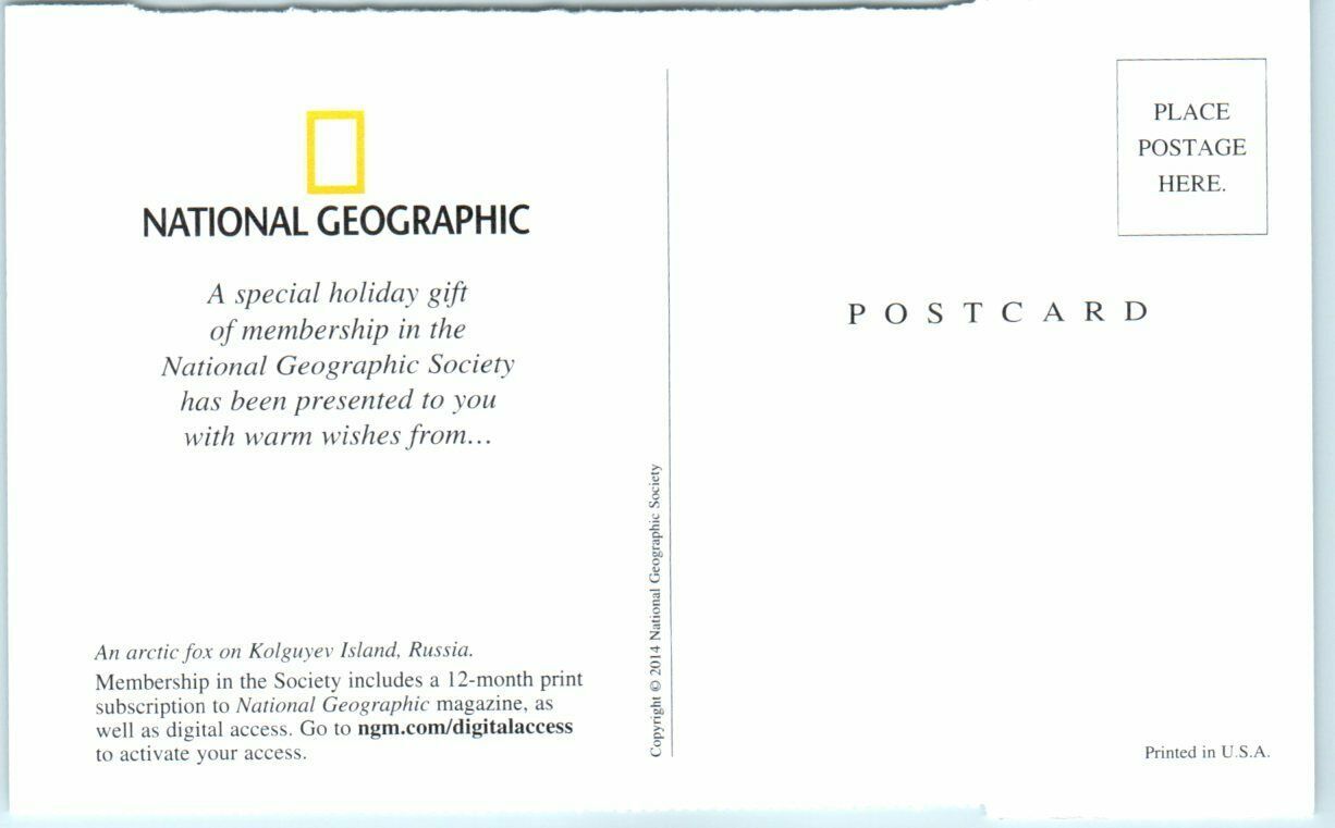 Postcard - An Arctic Fox on Kolguyev Island, Russia | Europe - Russia ...