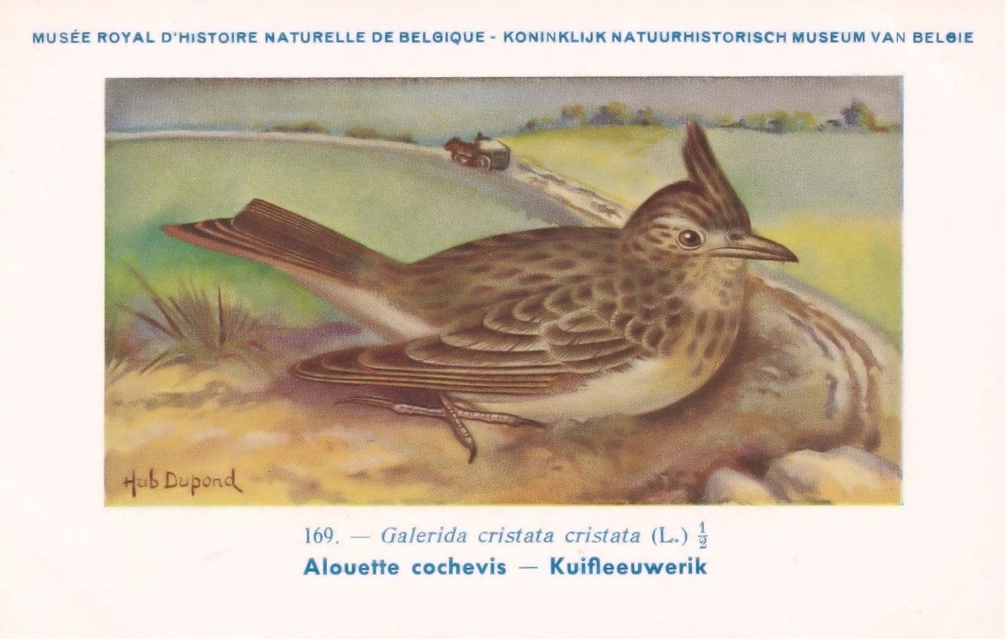 Crested Lark Alouette Cochevis WW2 Bird Rare Postcard | Topics ...