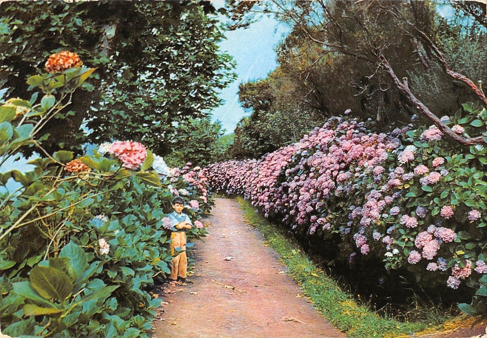 BG35940 madeira hortensias nas queimadas portugal | Europe - Portugal ...