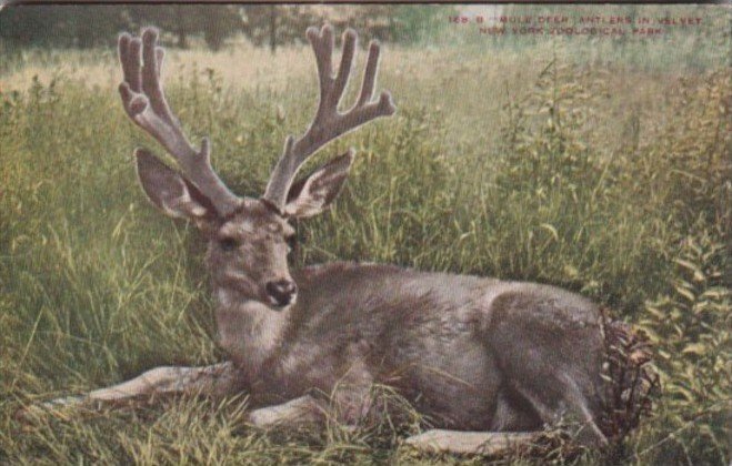 New York City Mule Deer With Antlers In Velvet New York Zoological Park ...