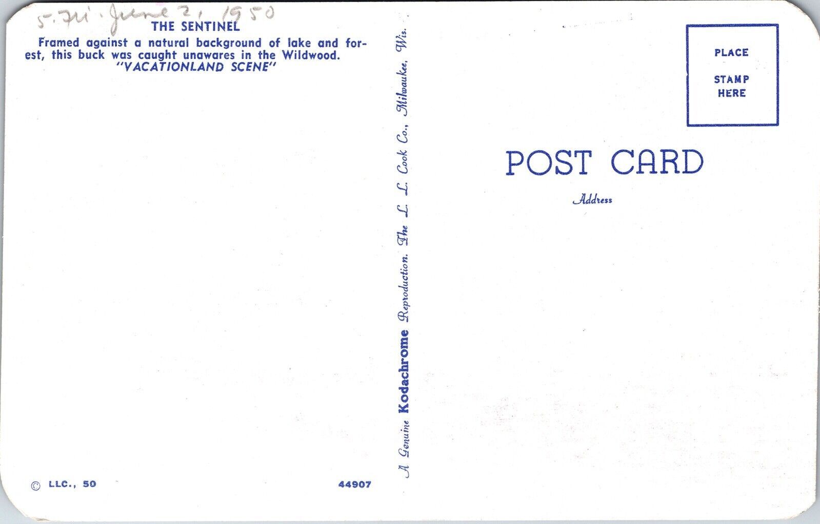 Sentinel Lake Forest Wildwood Deer Animals Kodachrome Reproduction ...