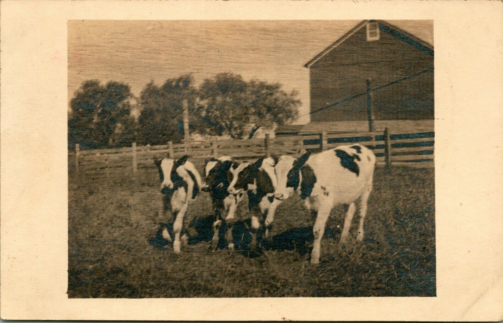 Vtg Real Photo Postcard RPPC 1920s NOKO Holstein-Friesian Black & White ...