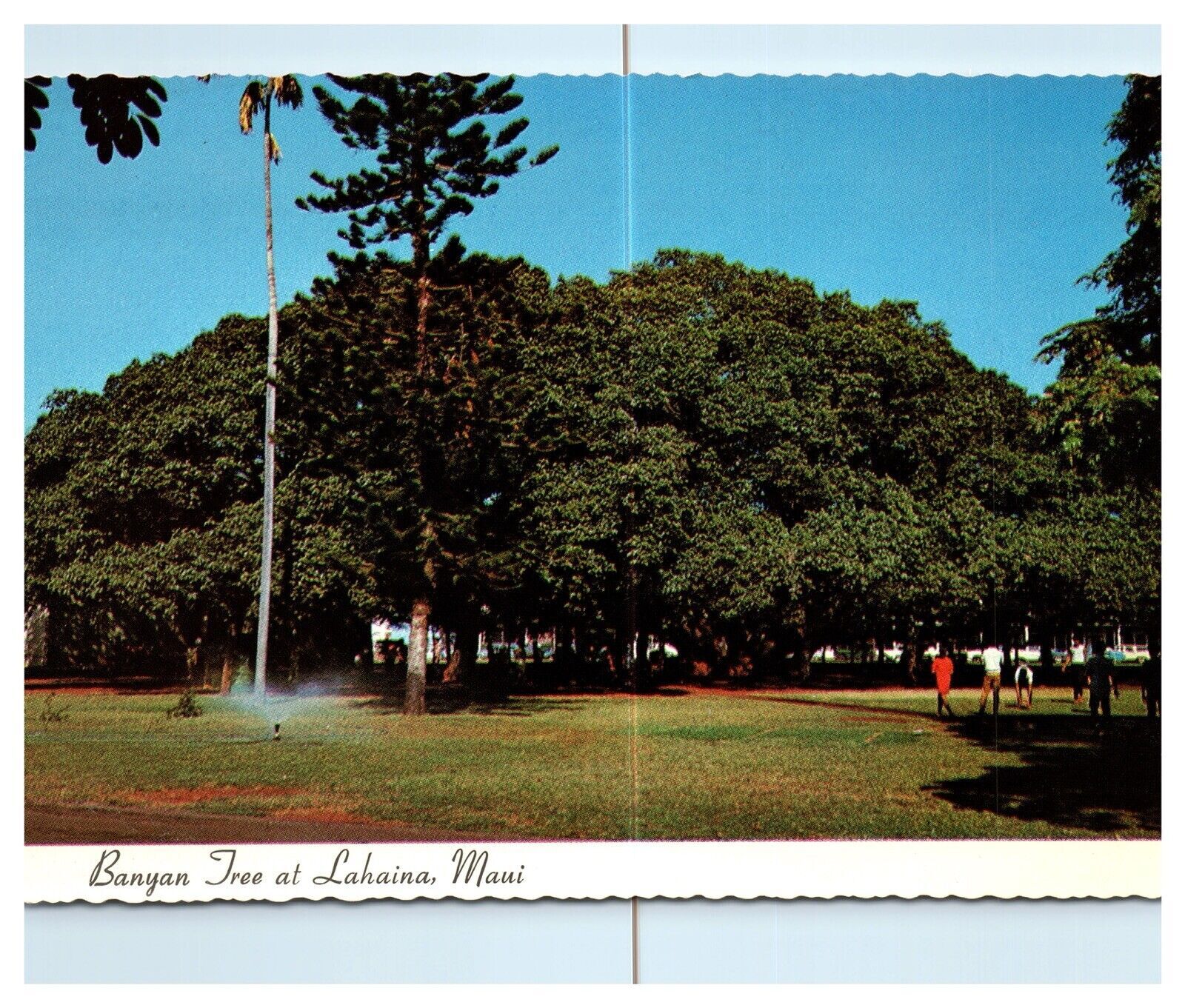 Famous Banyan Tree Historic Lahaina Maui Hawaiian W O Smith Chrome ...