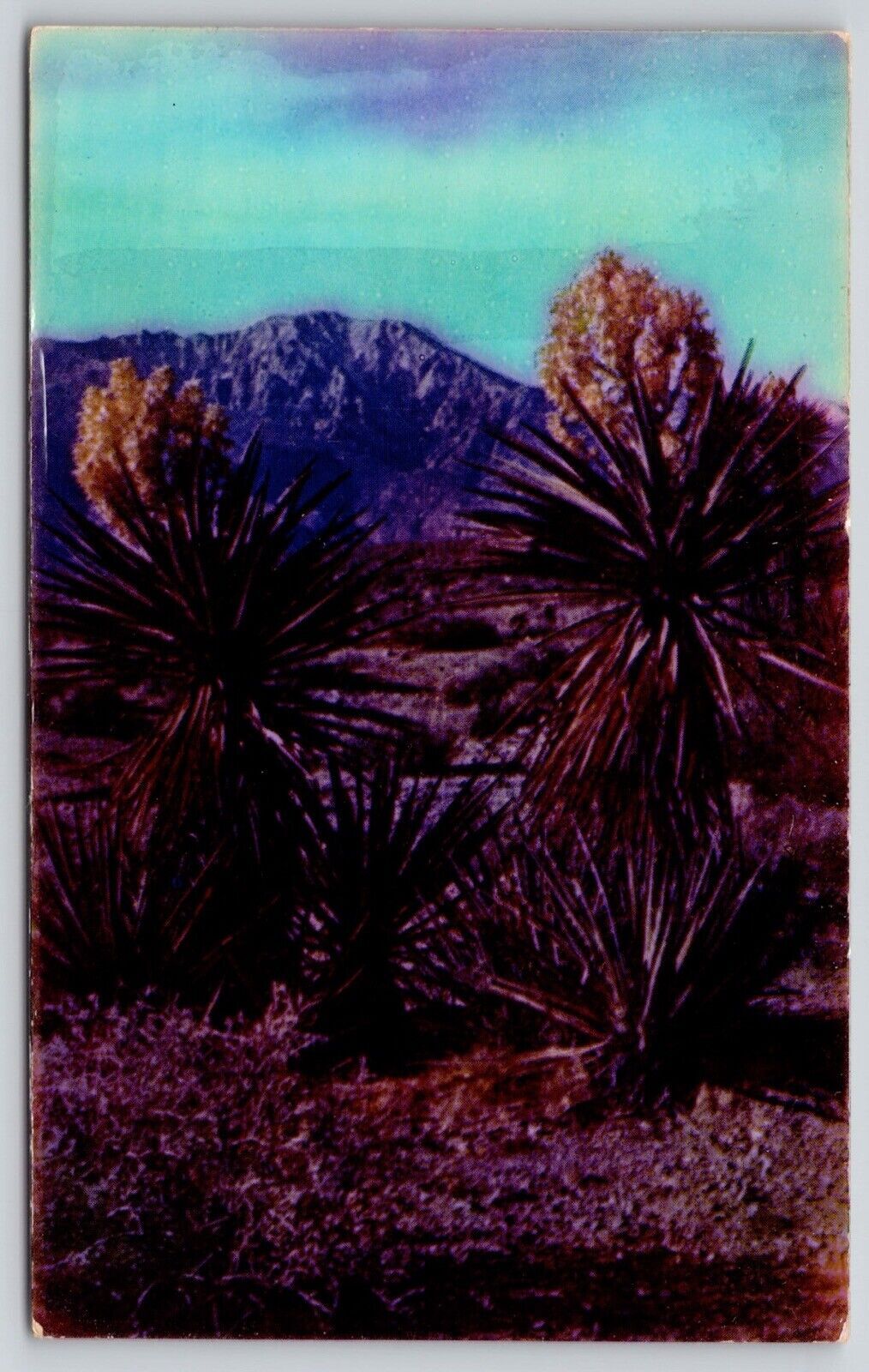 Texas Yucca Plants Scenic Desert Foliage Southwestern Landscape Chrome ...