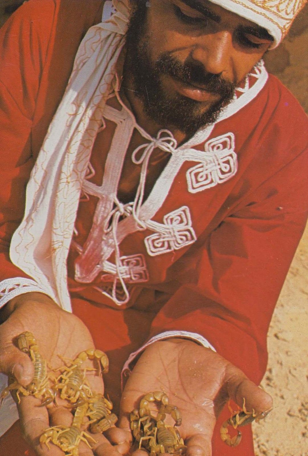 Tunisian Handling Deadly Arabian Scorpions Scorpion Insect Tunisia ...