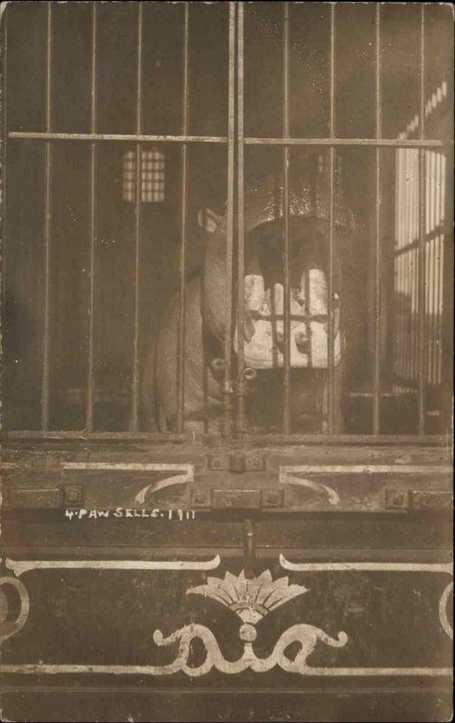 Caged Hippo Hippopotamus Forepaugh & Sells Circus c1910 Real Photo ...