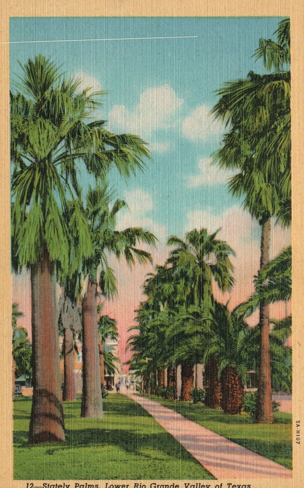 Vintage Postcard 1920's Stately Palms Trees Lower Rio Grande Valley of ...