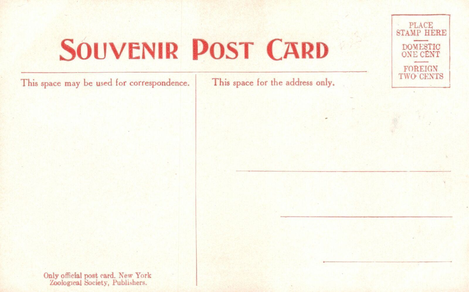 Vintage Postcard 1920's Rocking Stone Restaurant New York Zoological ...