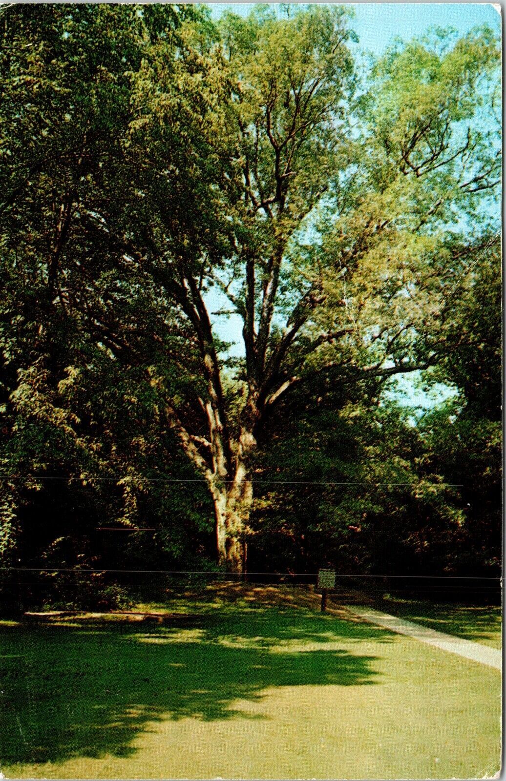 Boundary White Oak Tree Abraham Lincolns Birthpalce Postcard PM Cancel ...