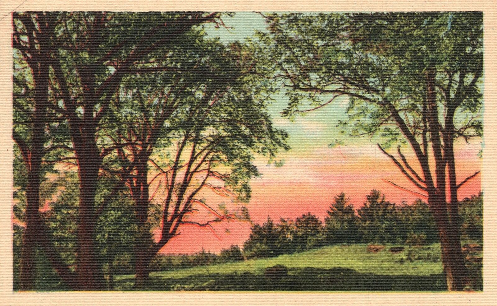 Vintage Postcard Sunset View Of The Forest Trees Shaded Area Picnic ...