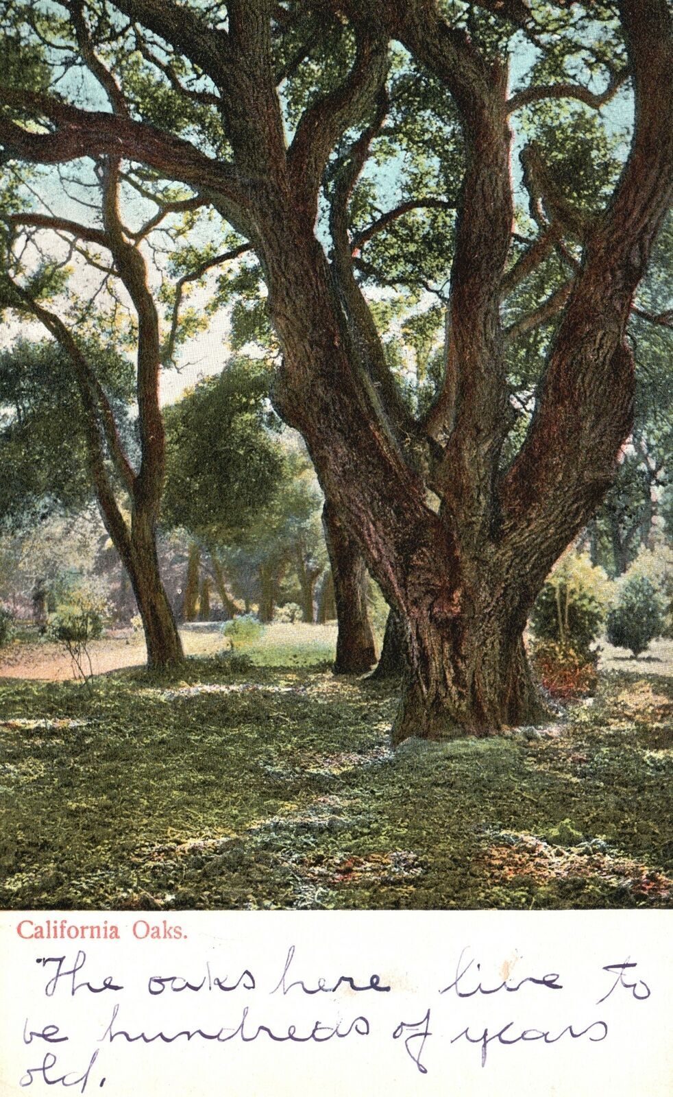 Vintage Postcard 1910's View of Beautiful Giant Oak Trees In California ...