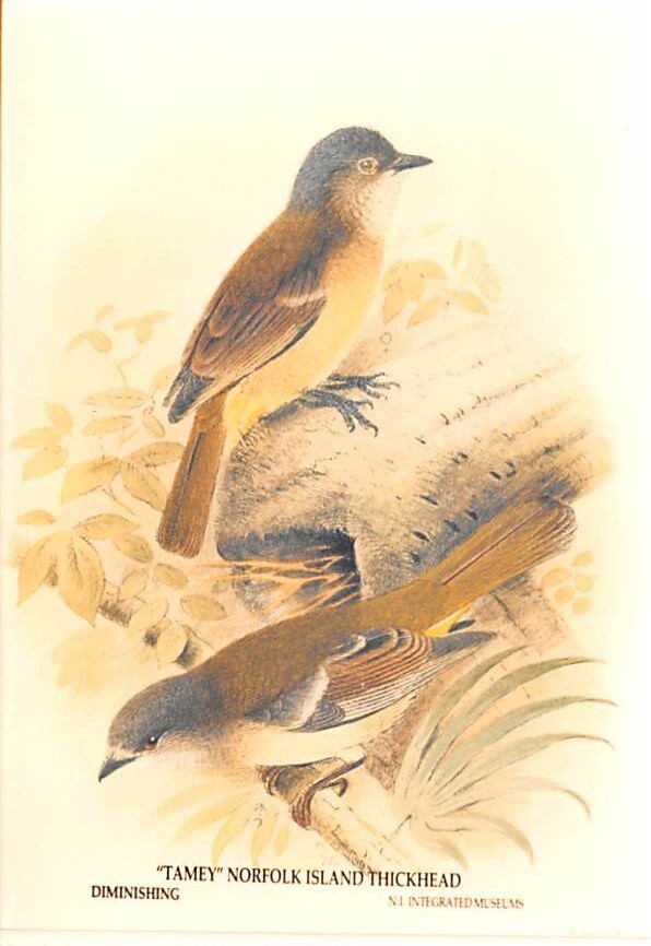 Tamey, Norfolk Island Thickhead Unused | Topics - Other, Postcard ...