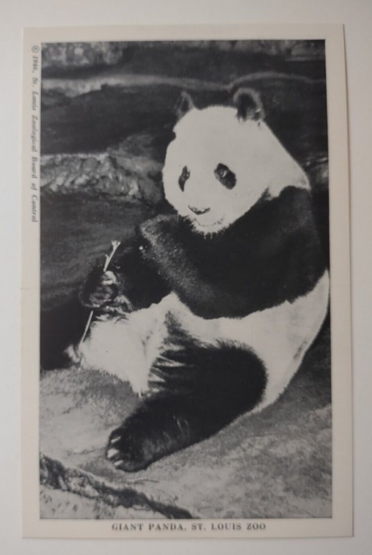 Giant Panda Postcard Pao Pei Precious Jewel St louis Zoo Eating Bamboo ...