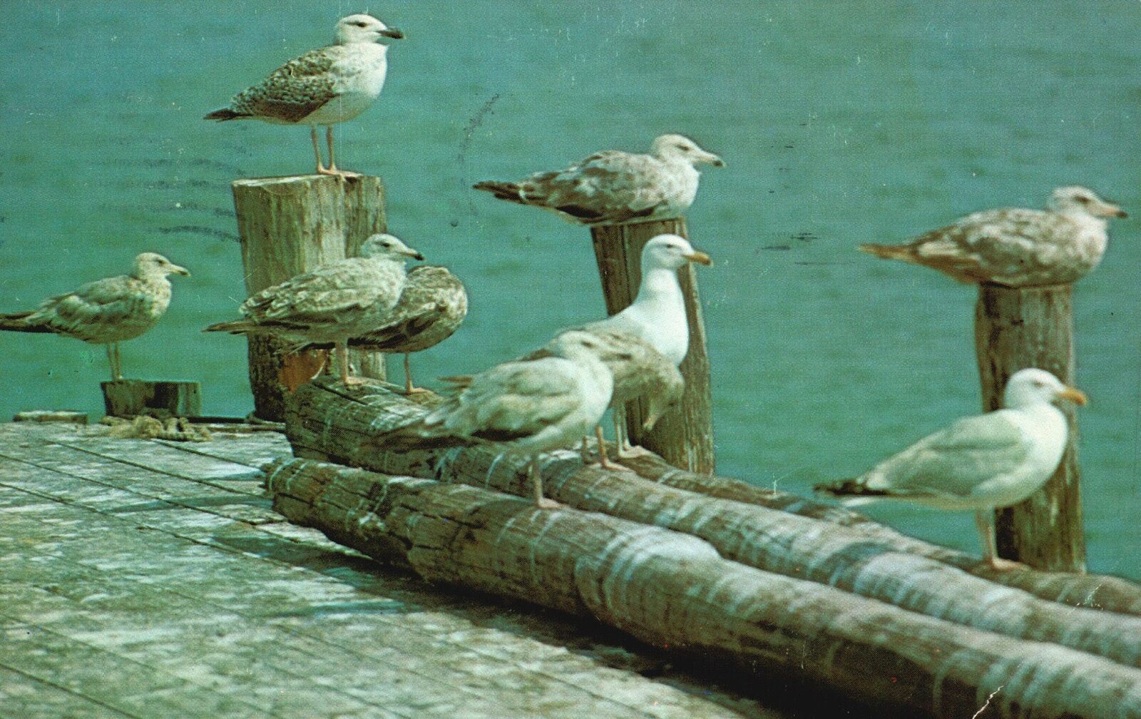 Vintage Postcard 1959 Seagulls at Rest in Pier Cape Cod Massachusetts ...