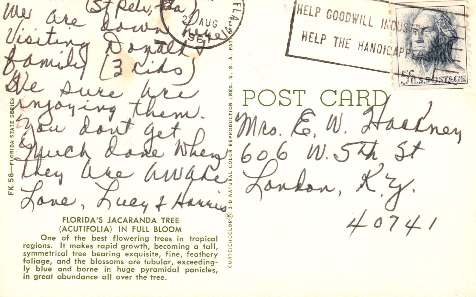 Vintage Postcard 1967 Florida's Jacaranda Trees Acutifolia Flowering ...