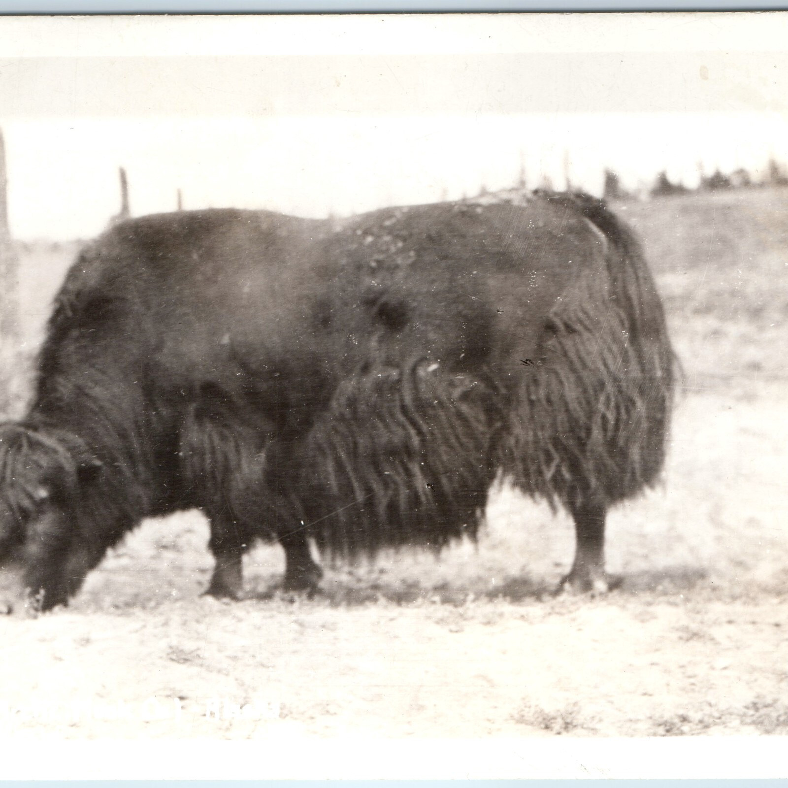 c1940s AK, Alaska Yak Arctic Musk Ox RPPC Sawyers 631 Nunivak Island ...