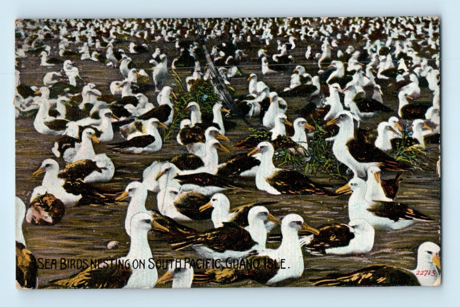 Sea Birds Nesting on South Pacific Guano Isle Bird Poop Island Vtg ...