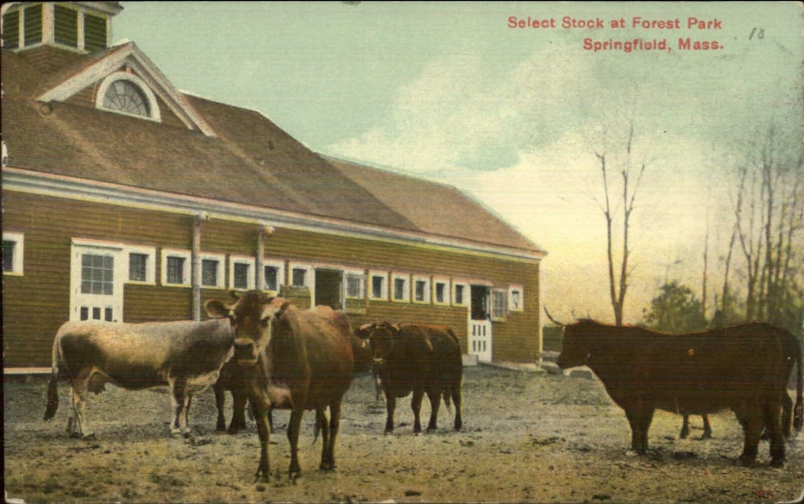 Springfield MA Select Stock Cows at Forest Park c1910 Postcard | United ...