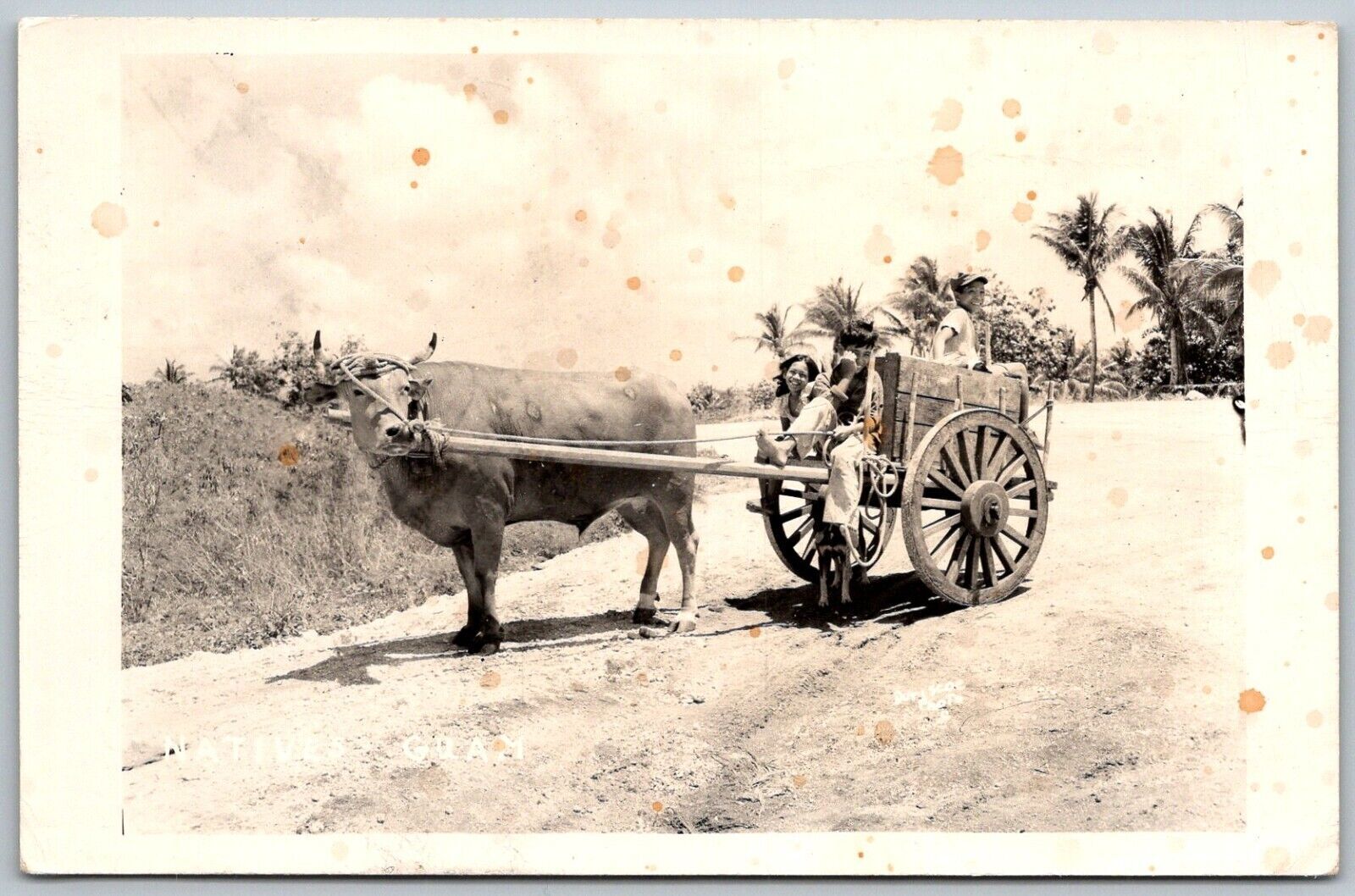 GUAM 1940s RPPC Real Photo Postcard Family In Ox Cart | Australia ...