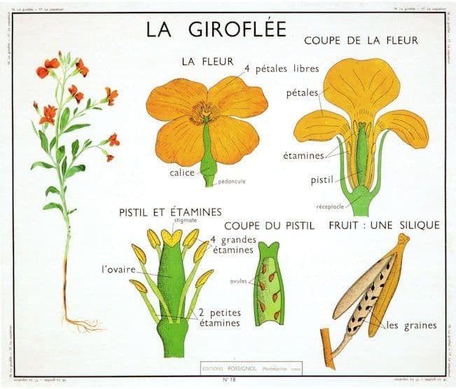 The Wallflower La Giroflee Fleur Old French School Wall Chart Postcard ...