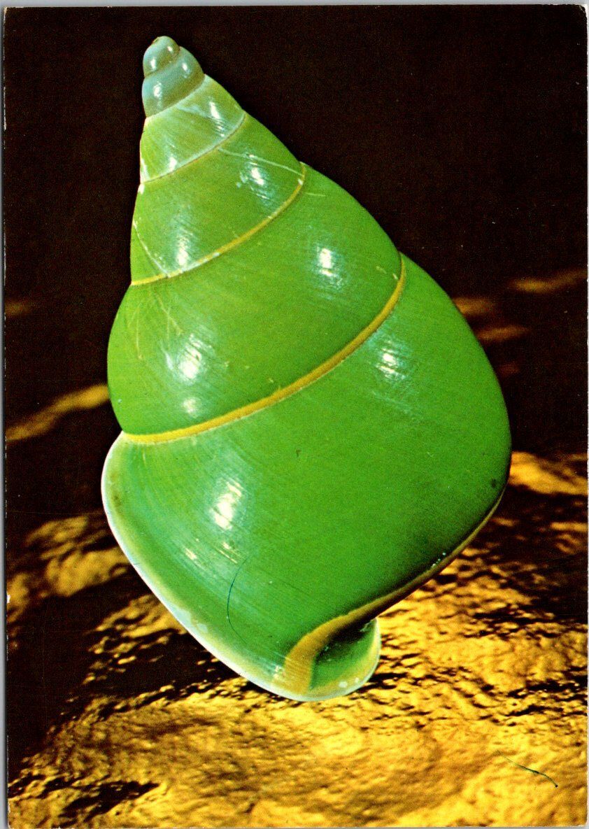 Green Tree Snail Manus Island New Guinea 1985 | Topics - Animals ...