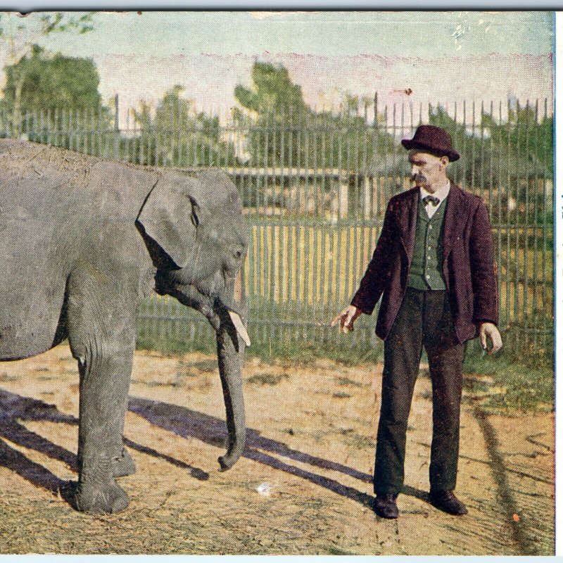 c1910s Chicago, IL Man Baby Elephant Lincoln Park Zoo PC Cute Litho ...