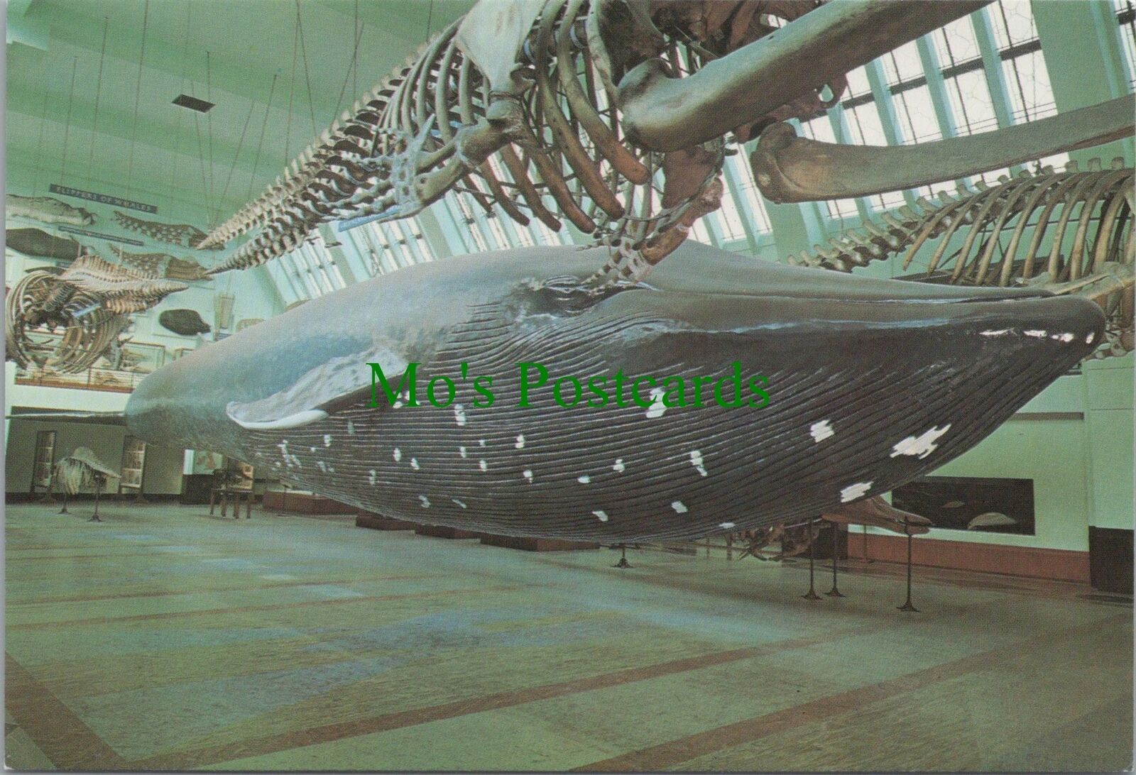 Animals Postcard - Model of Blue Whale, British Museum Whale Hall ...