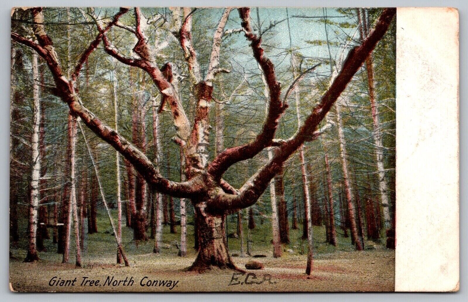 Conway New Hampshire Giant Tree Natural Landmark UDB Cancel WOB WOF ...