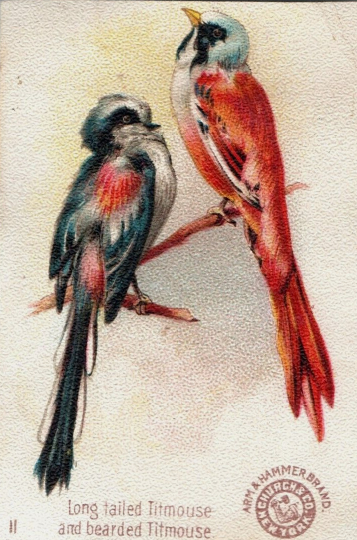 1880s-90s Arm & Hammer Beautiful Birds Long-Tailed Titmouse No.11 F150 ...