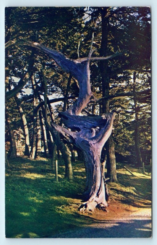 CARMEL, California ~ GHOST TREE on 17 Mile Drive c1950s Mike Roberts ...