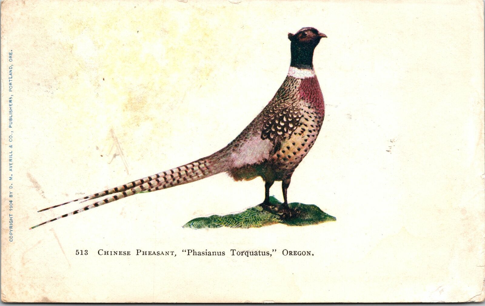 Vintage Postcard Chinese Pheasant Bird of Oregon Mailed From Tacoma ...