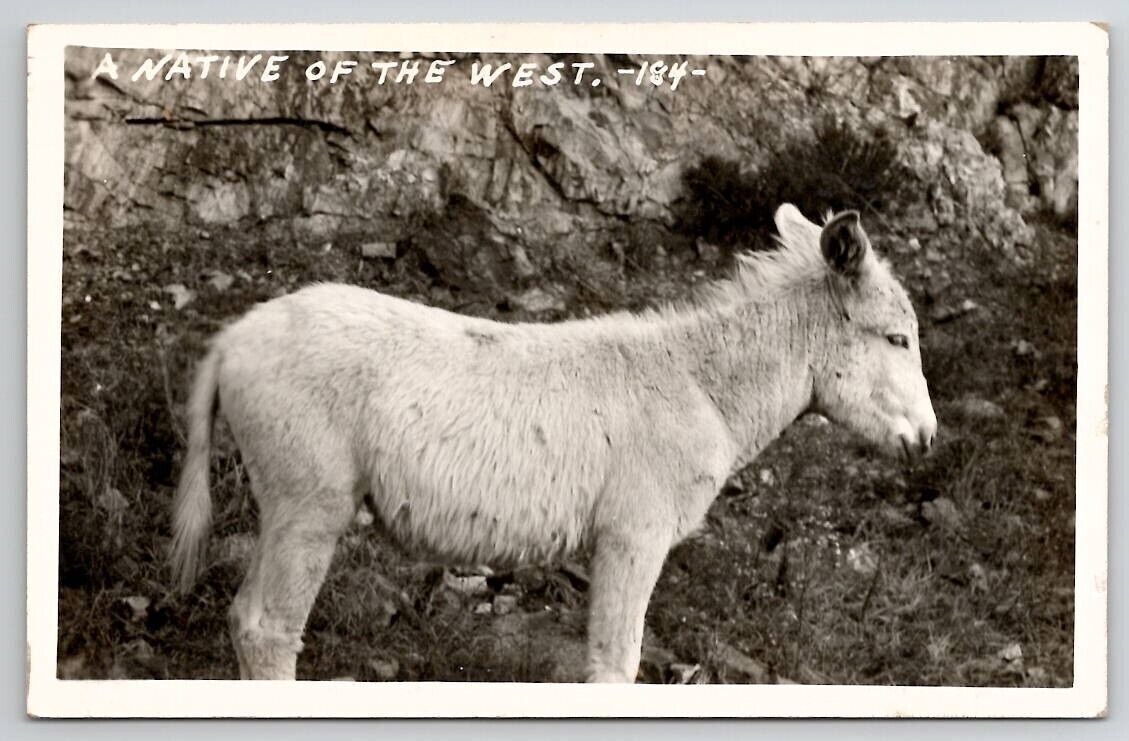 RPPC Donkey Native Of The West Mule Real Photo Postcard M26 | Other ...