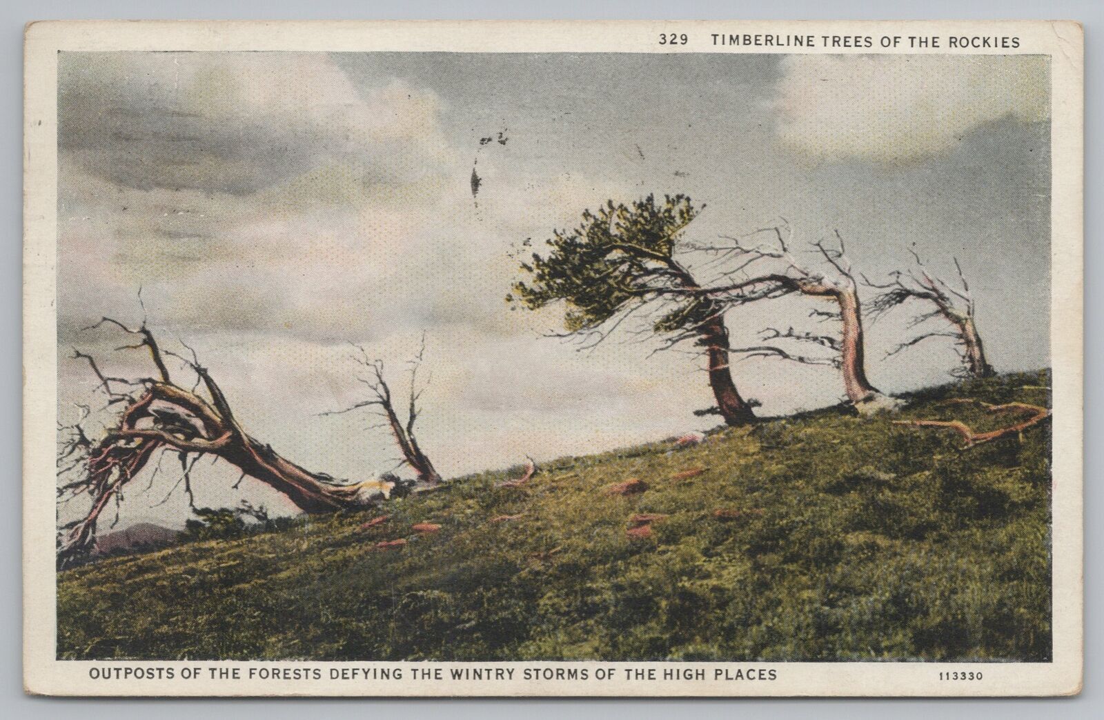 Colorado~Timberline Trees On The Rockies~Vintage Postcard | United ...