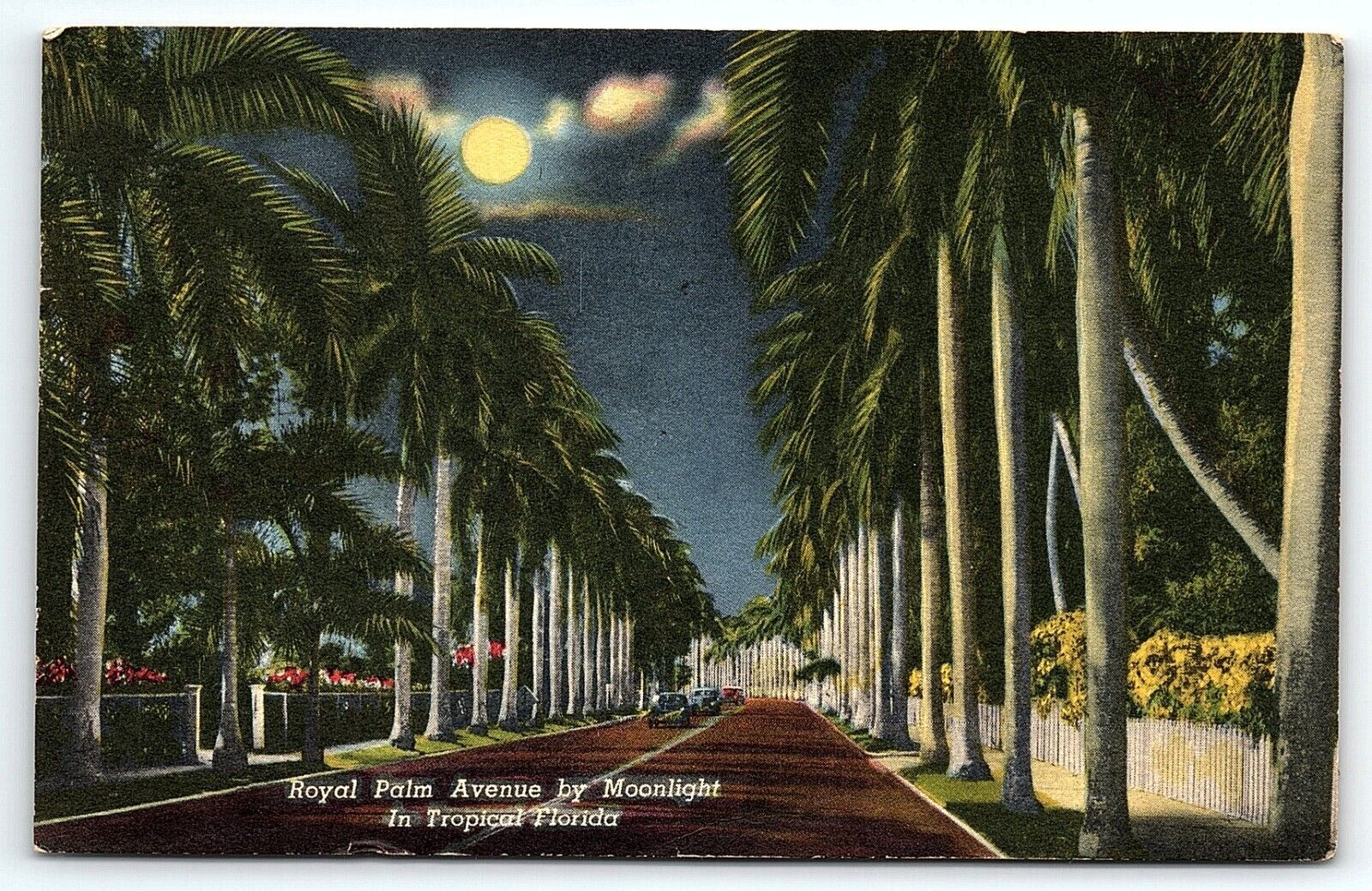 1940s Miami FL Royal Palm AVE by Moonlight Tropical Florida Postcard ...
