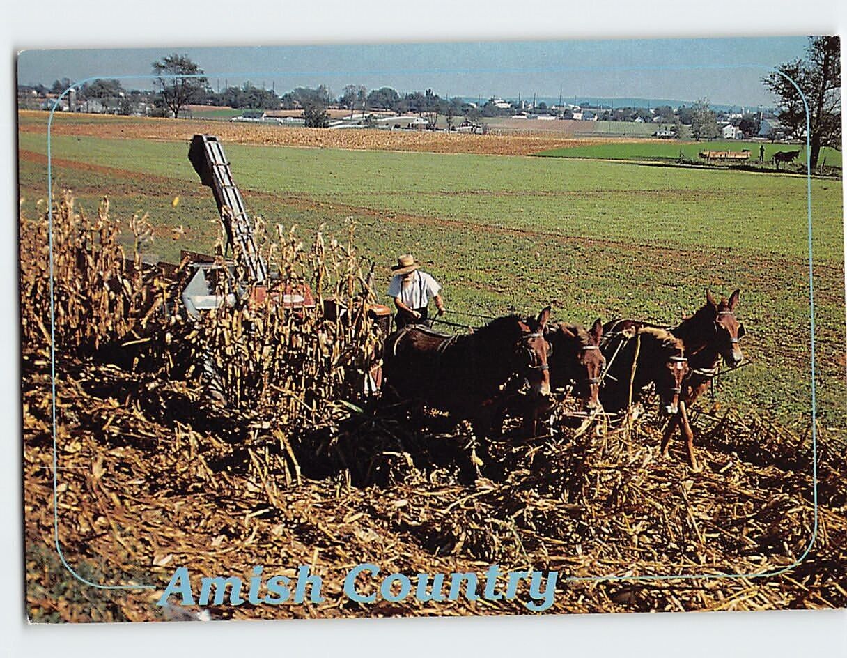 Postcard Amish farmers work the fields with a team, Amish Country ...
