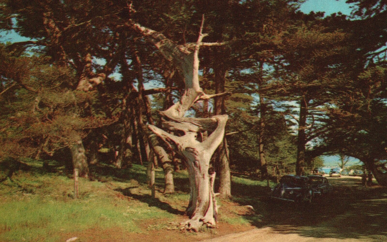 Vintage Postcard The Ghost Tree Cypress Grotesque Shape Monterey ...