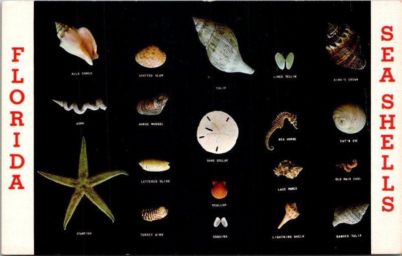 Sea Shells Found On The Beaches Of Florida | Topics - Animals - Other ...