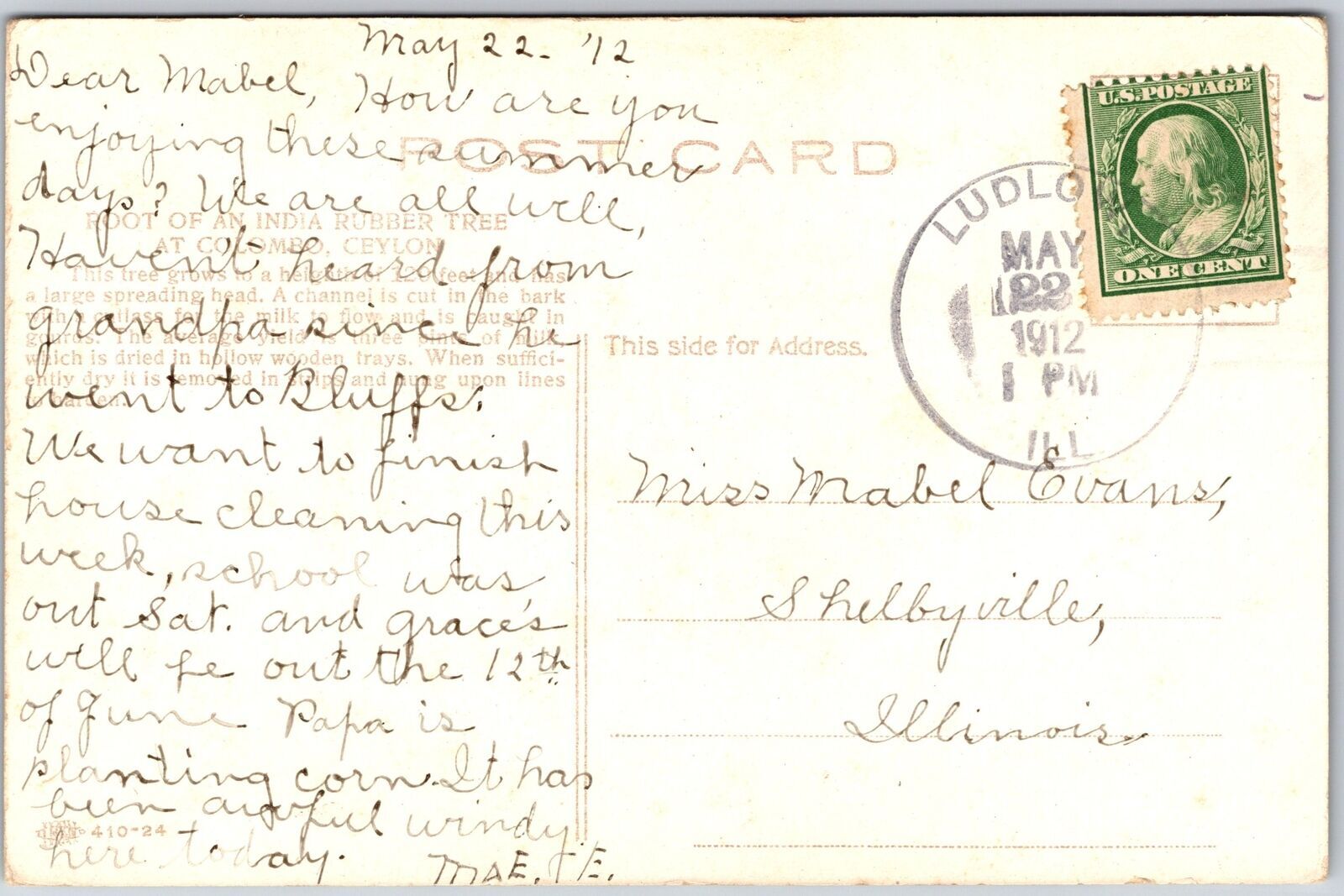 1912 Root of an India Rubber Tree Colombo Ceylon Large Spreading Posted ...