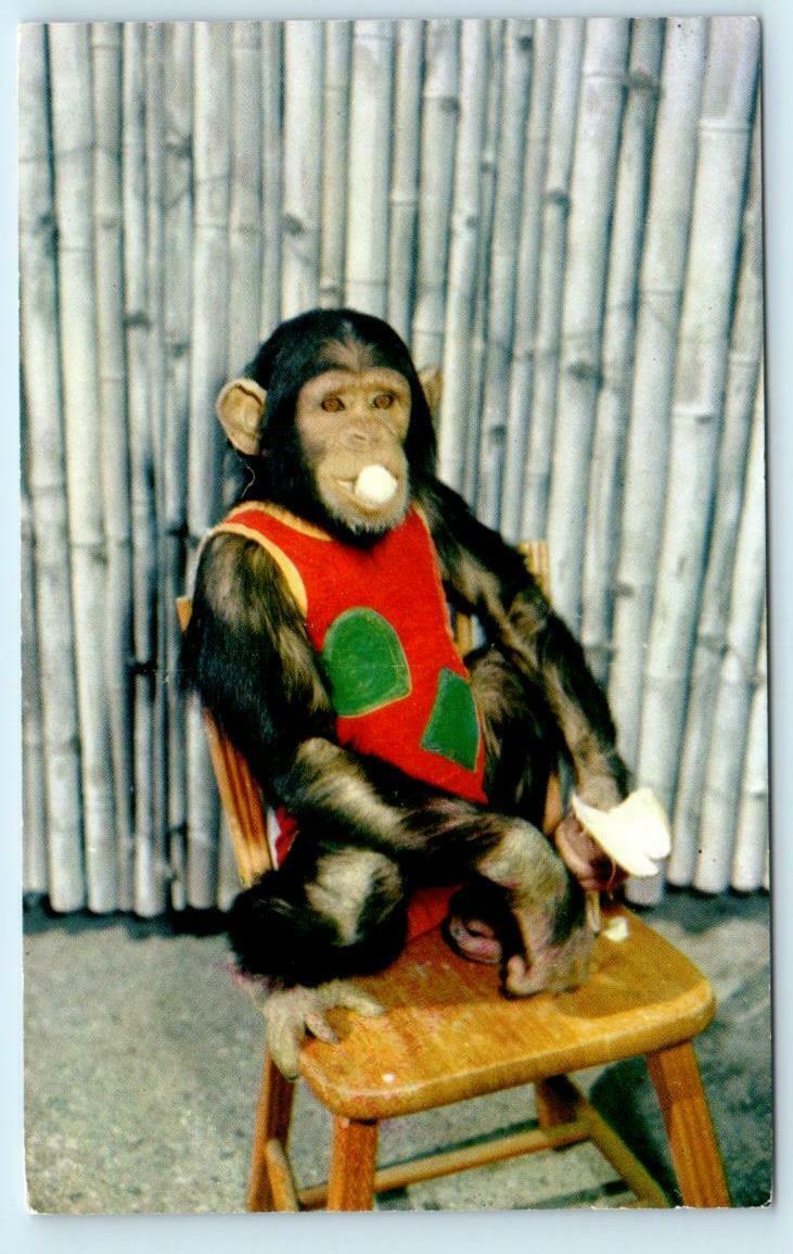 LOS ANGELES, CA ~ Griffith Park Zoo "ANDY" Frisky Friendly Chimp c1960s ...
